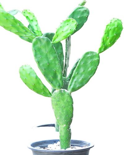 SelfLine Nagfani/Nagphani Charming Cactus: Bring a Touch of Desert ...